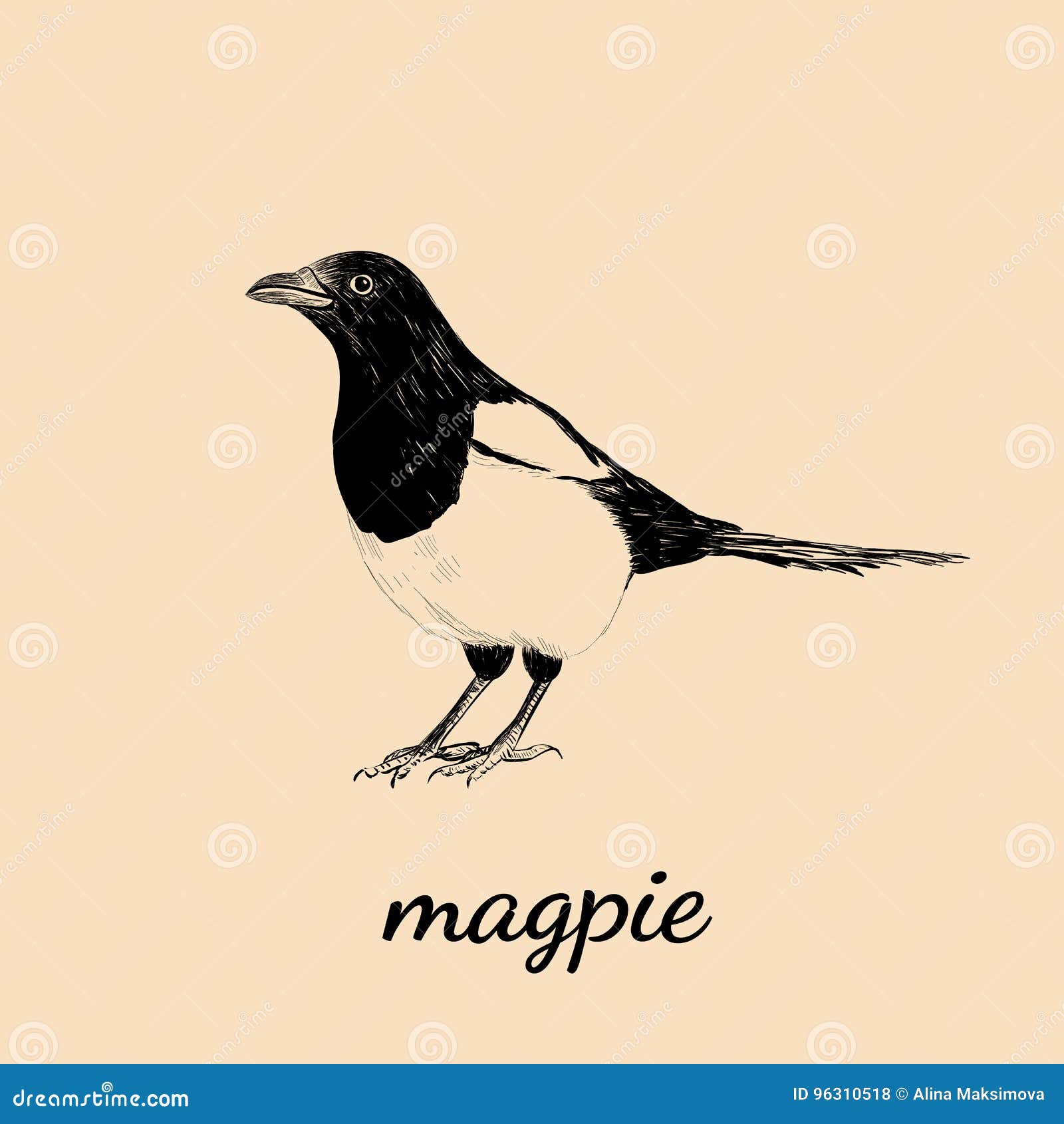 Magpie Sketch Vector Illustration. Bird Magpie Stock Vector ...