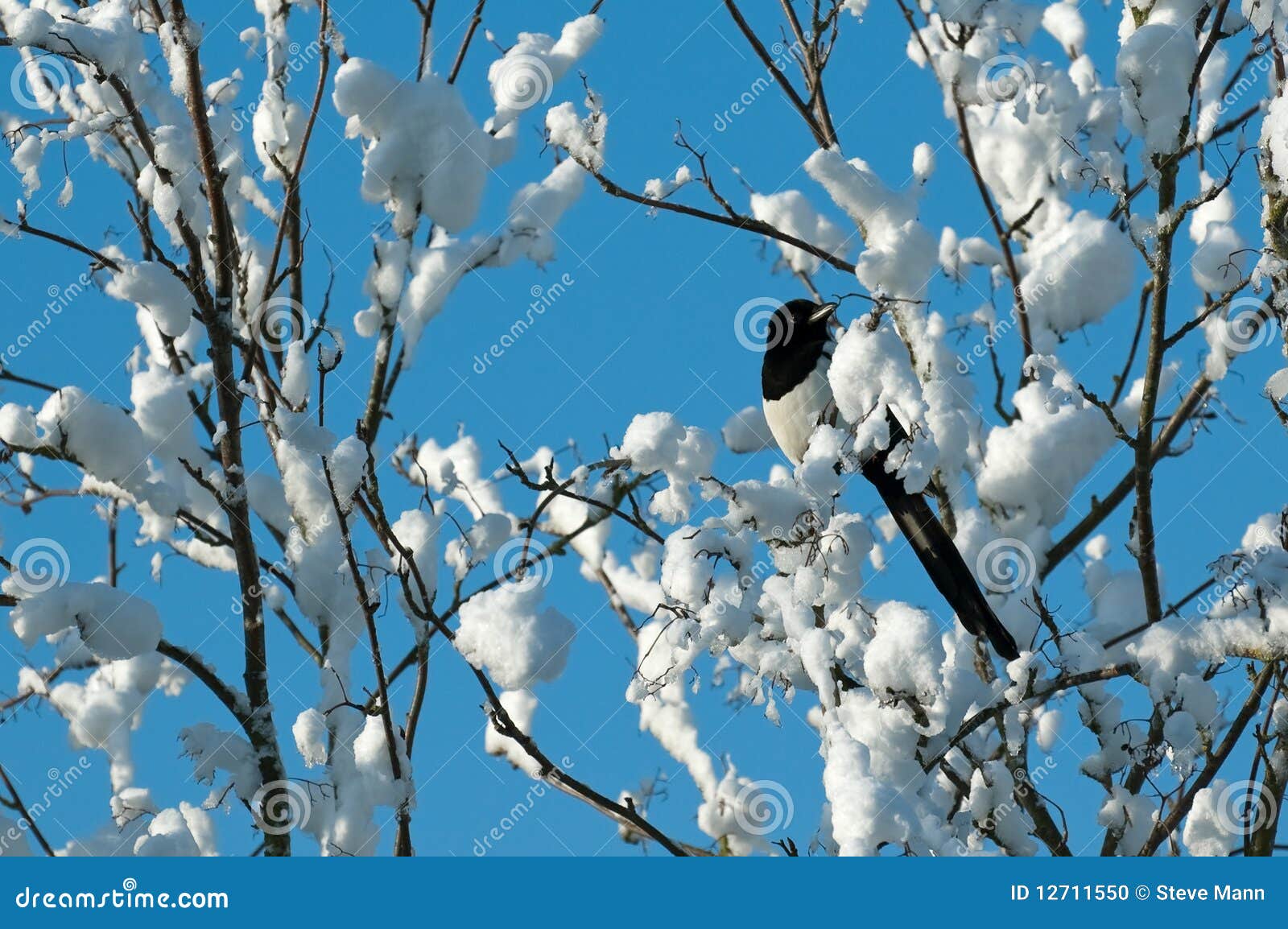 Magpie in snow stock photo. Image of freezing, feathers - 12711550
