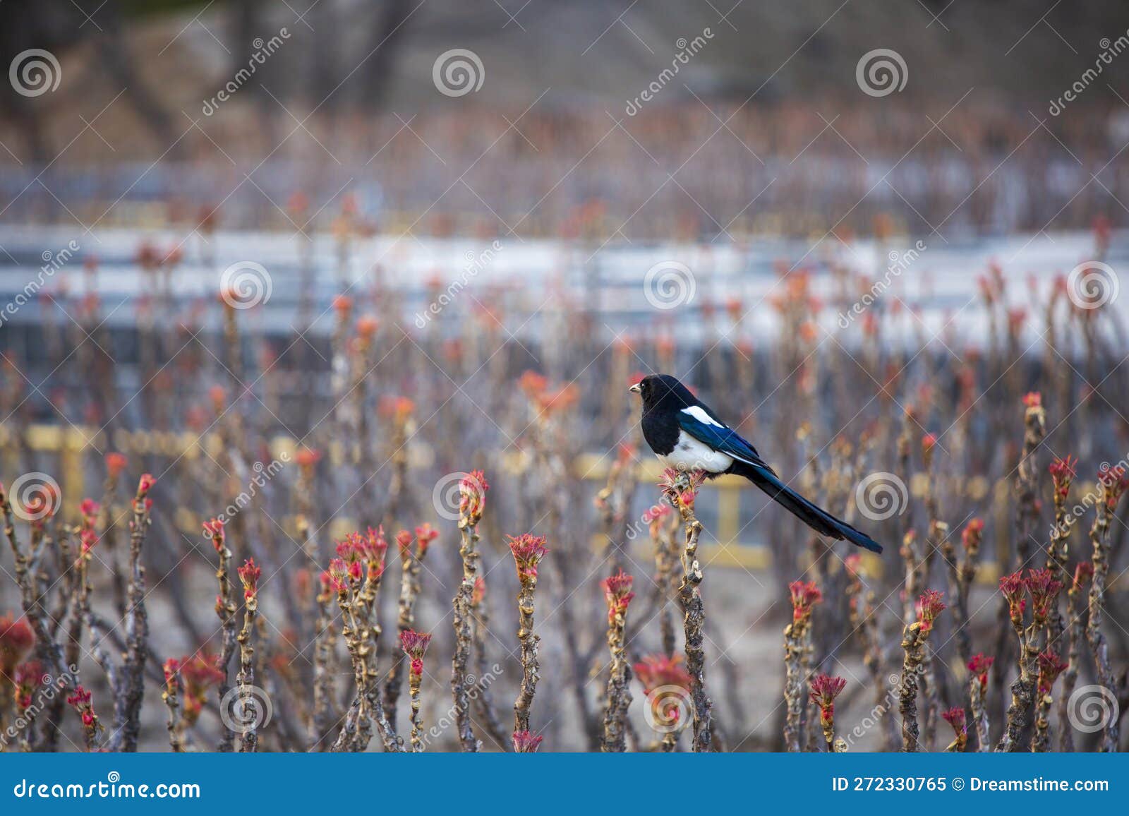 Magpie in spring stock image. Image of nature, view - 272330765