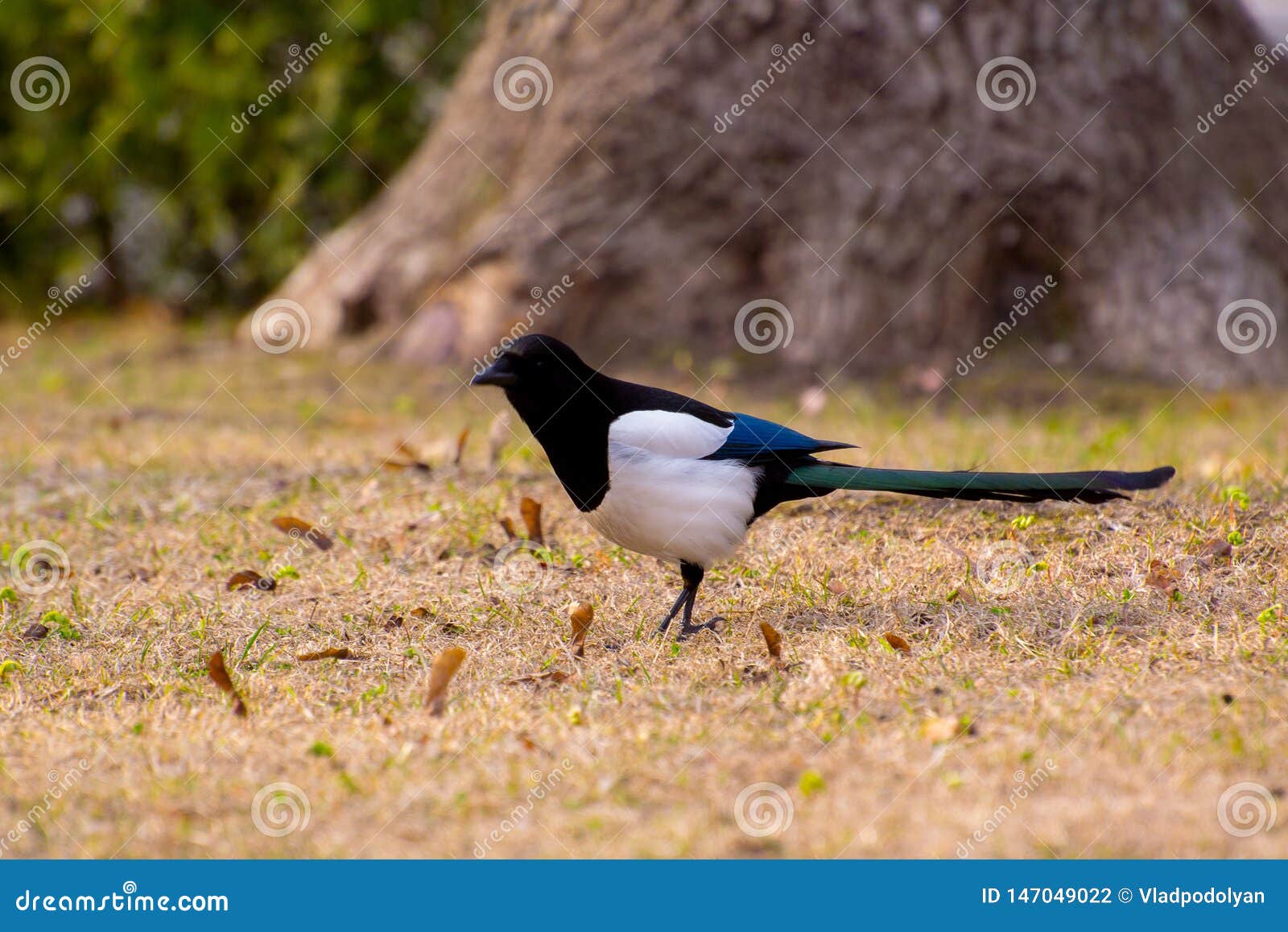 Magpie on grass stock photo. Image of beak, grey, magpie - 147049022