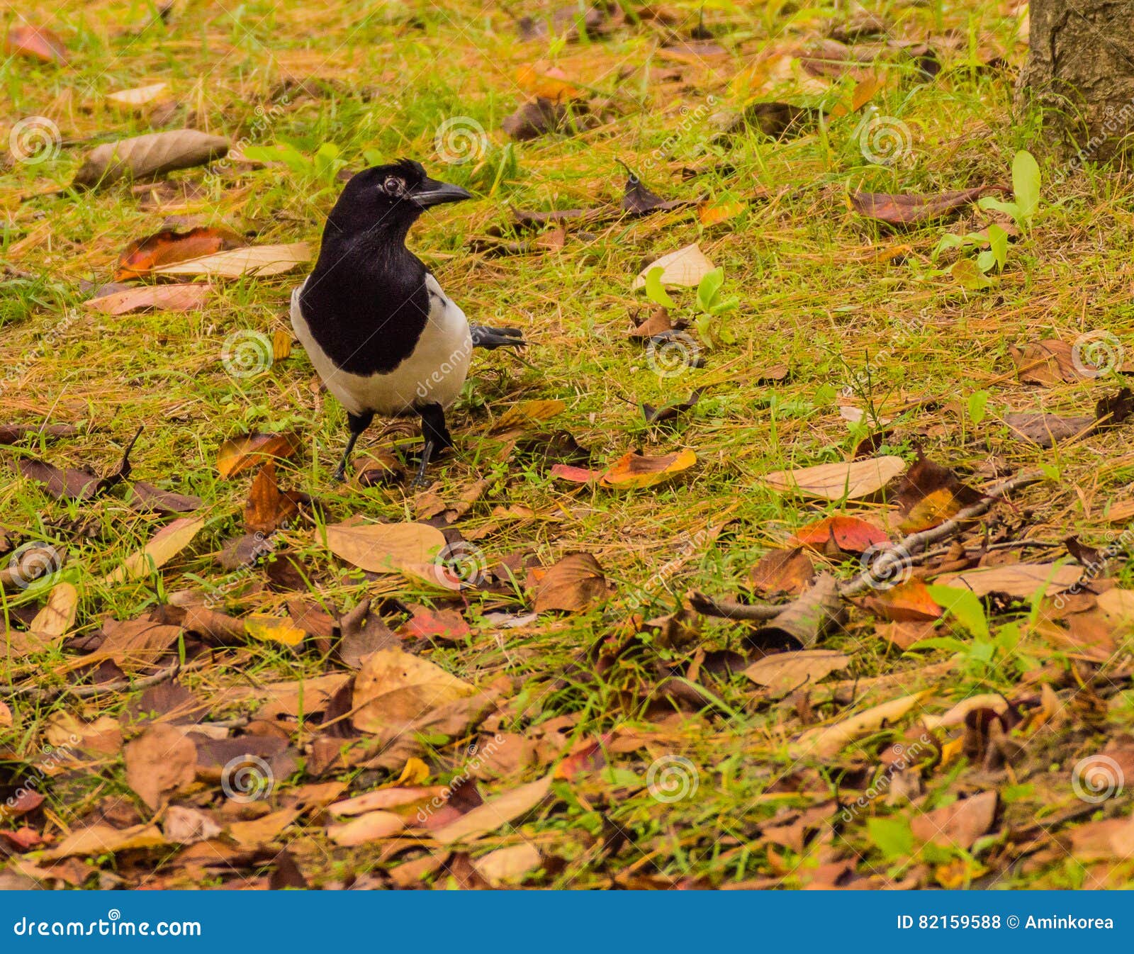 Magpie Standing on the Ground with Fall Leaves Stock Photo - Image of ...