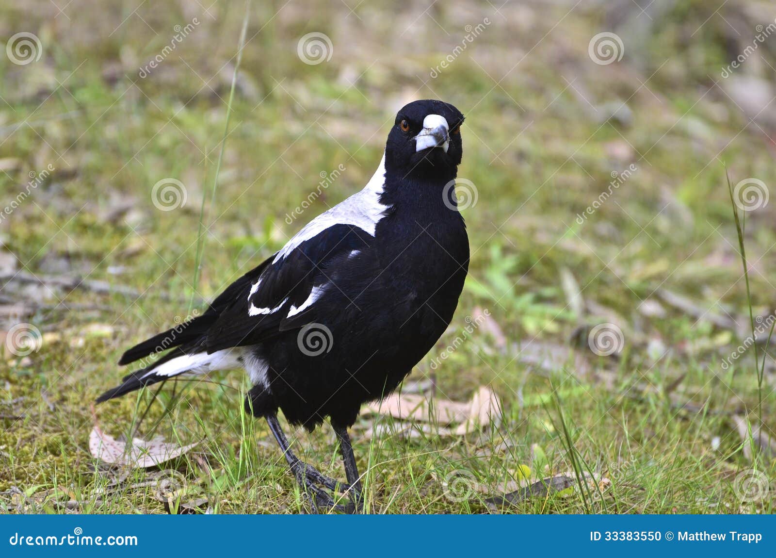A Magpie Standing on the Ground Stock Photo - Image of australia, bird ...