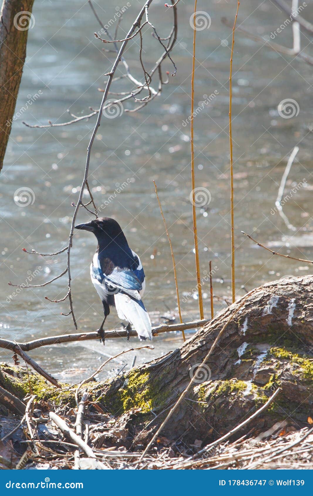 A Magpie Standing On The Branch Stock Photo | CartoonDealer.com #106024506