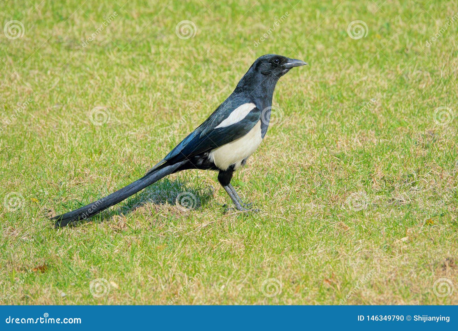 Magpie stock photo. Image of birds, nature, close, animal - 146349790