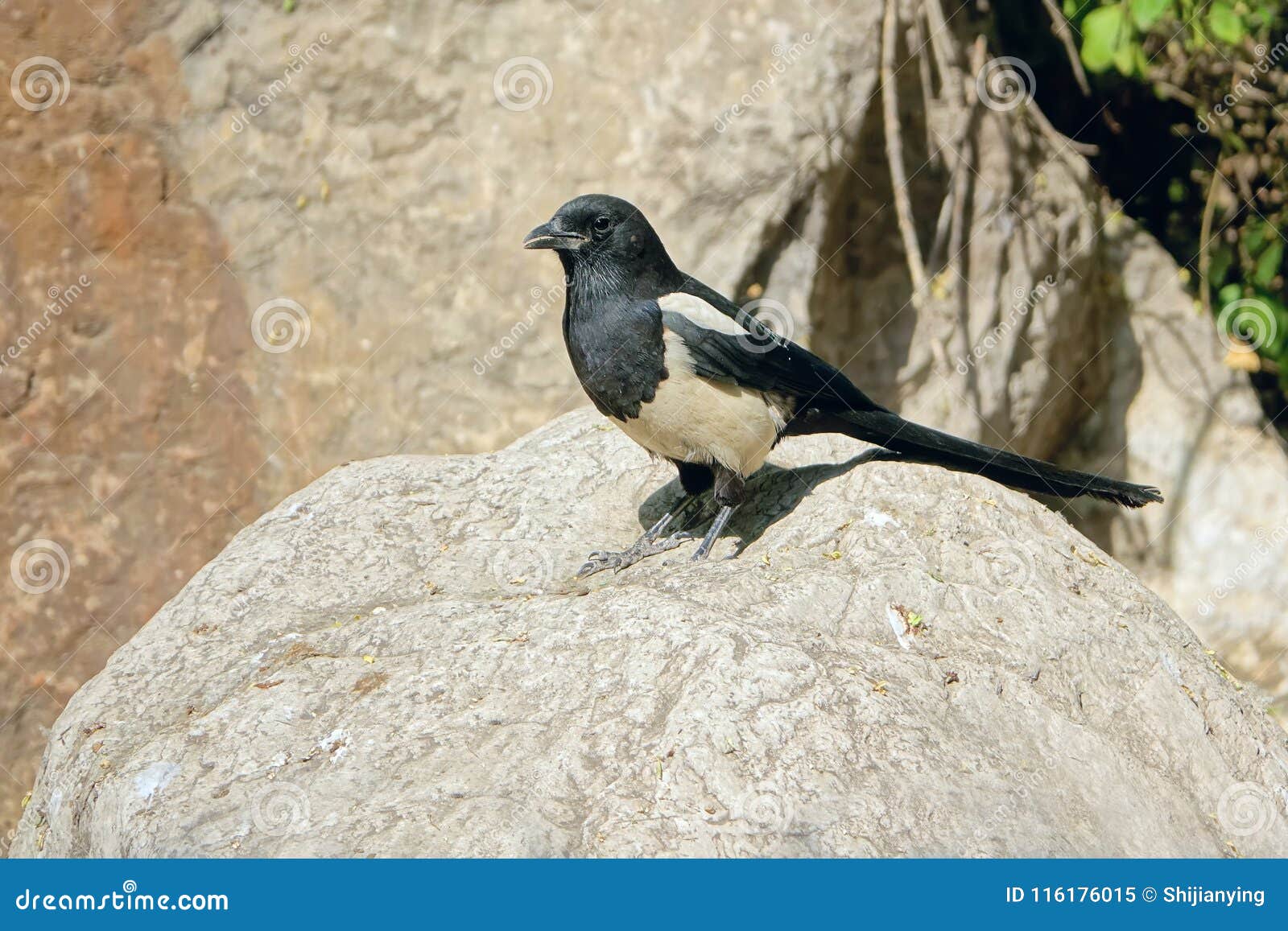 Magpie stock image. Image of stone, closeup, natural - 116176015