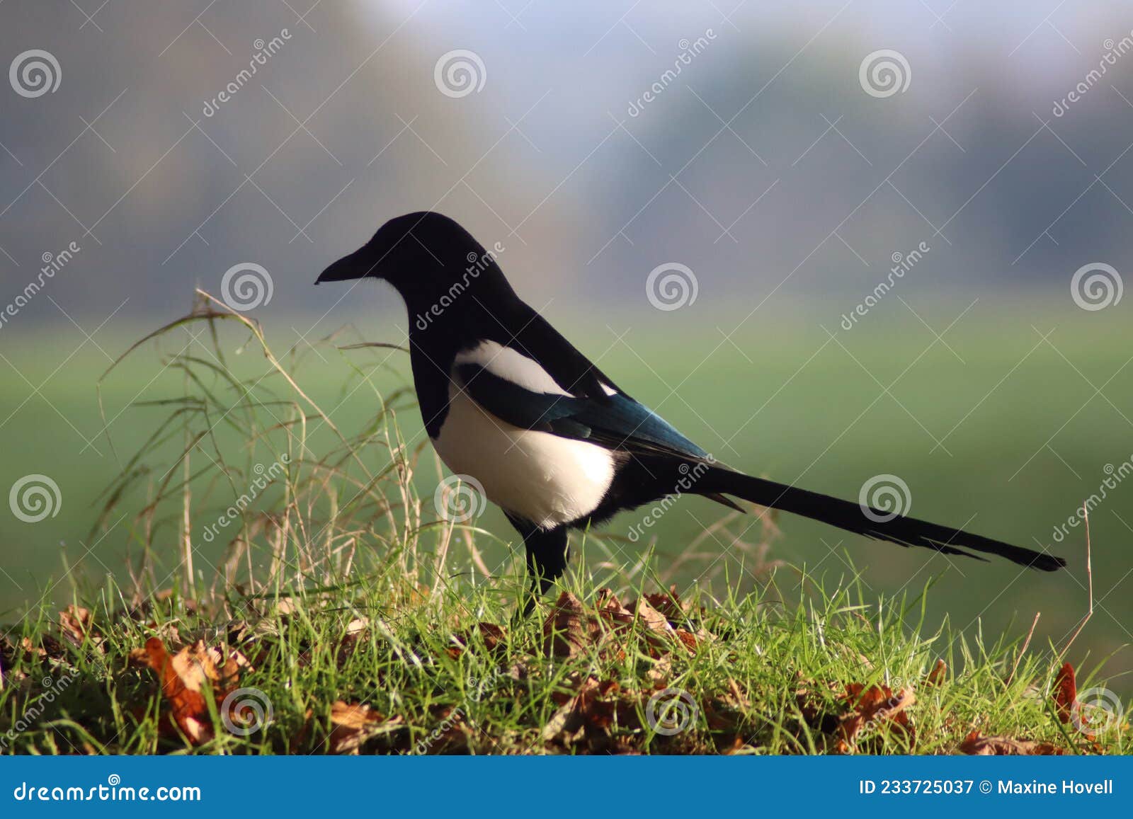 A Magpie Surveying Its Territory Stock Image - Image of grass, corvid ...