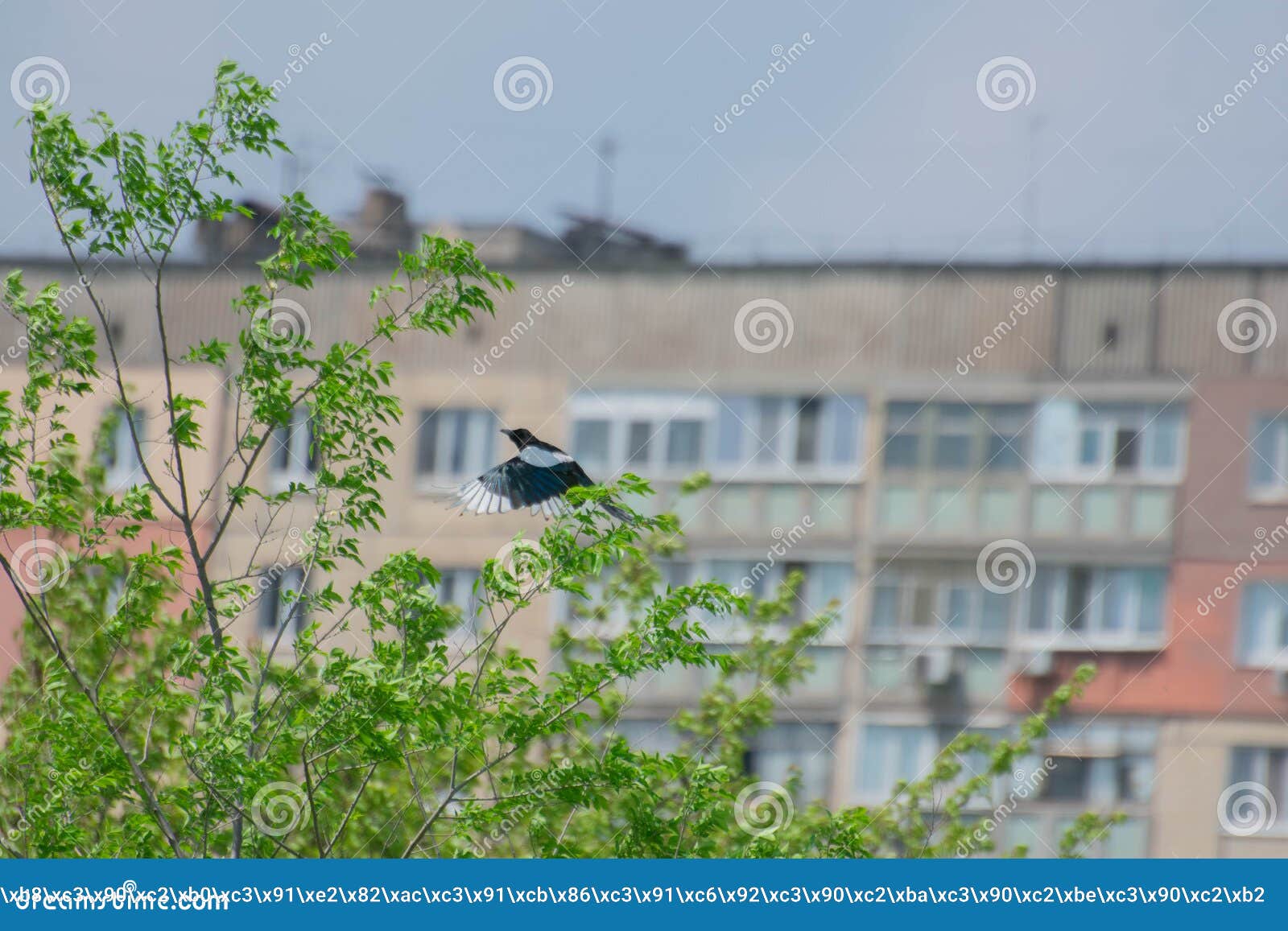 Magpie Taking Off from the Tree Stock Image - Image of bird, building ...