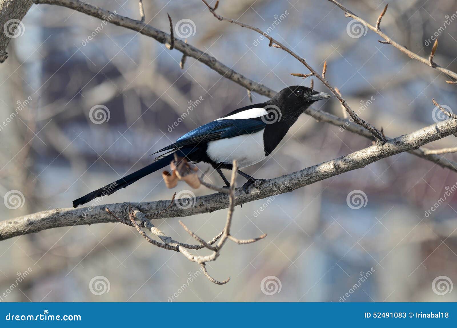 Magpie on a tree branch stock image. Image of tail, nature - 52491083