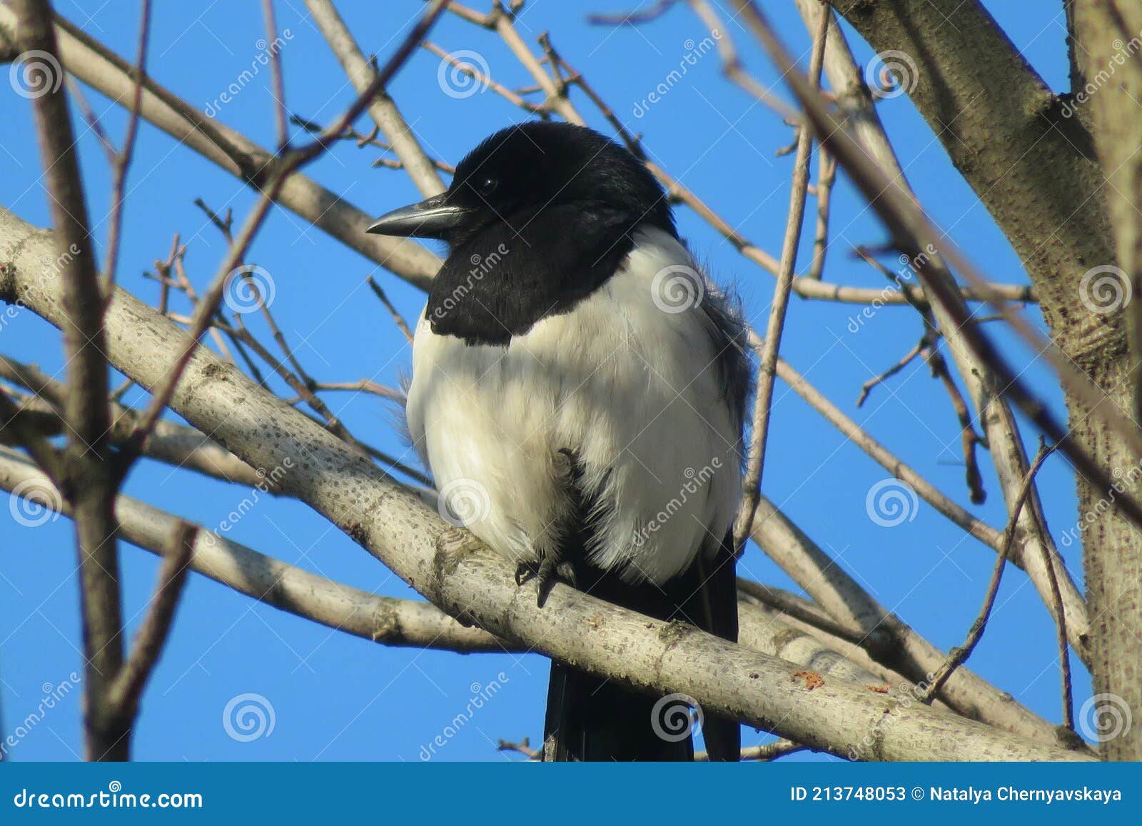 Magpie on the Tree Branch, Closeup Stock Image - Image of feather ...