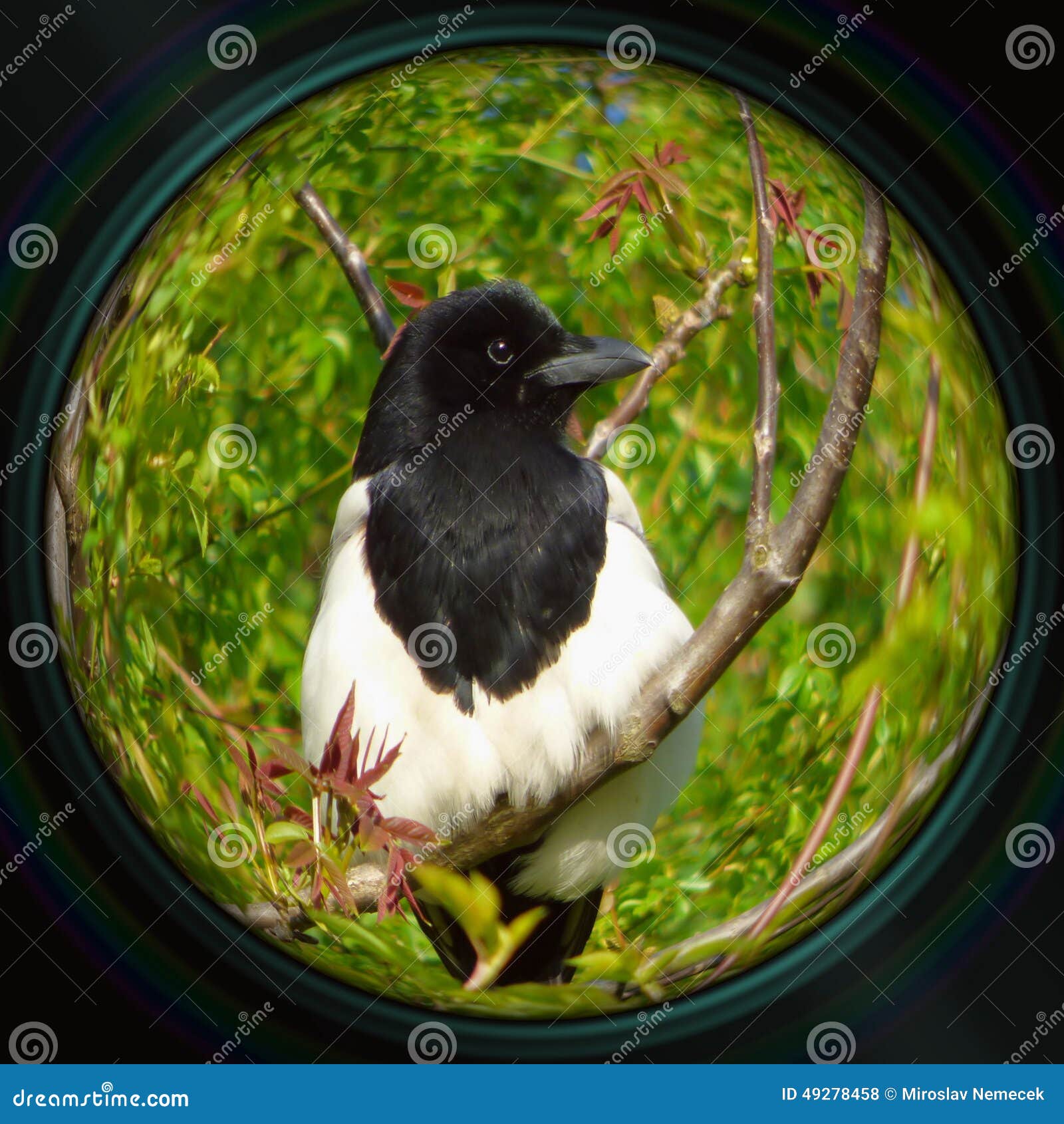 Magpie on Tree Branch in Objective Lens Stock Photo - Image of front ...