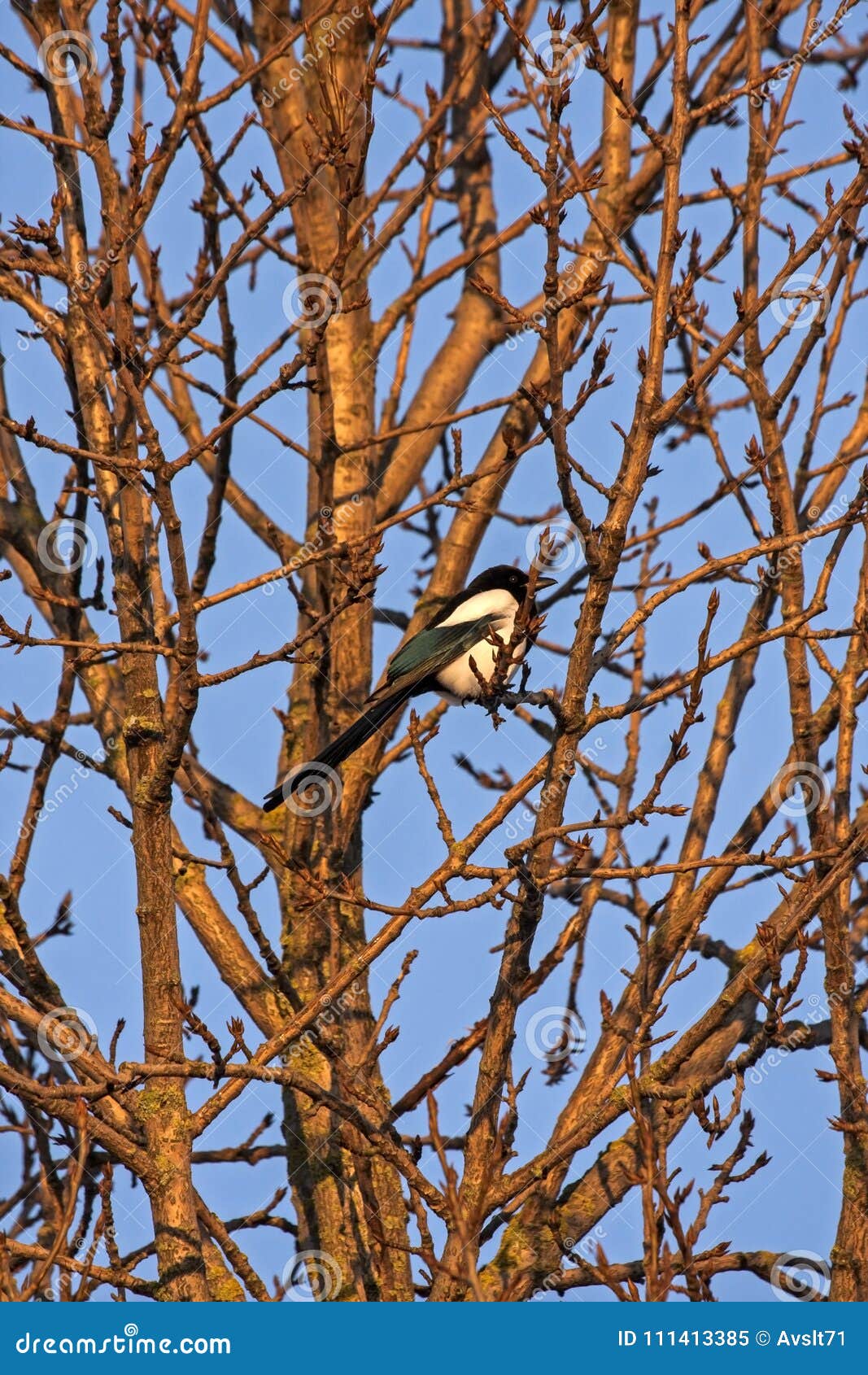 Magpie on the tree stock image. Image of motley, spring - 111413385