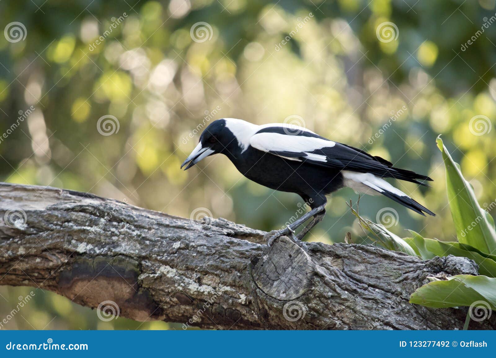 Magpie on tree stock photo. Image of australia, feathers - 123277492