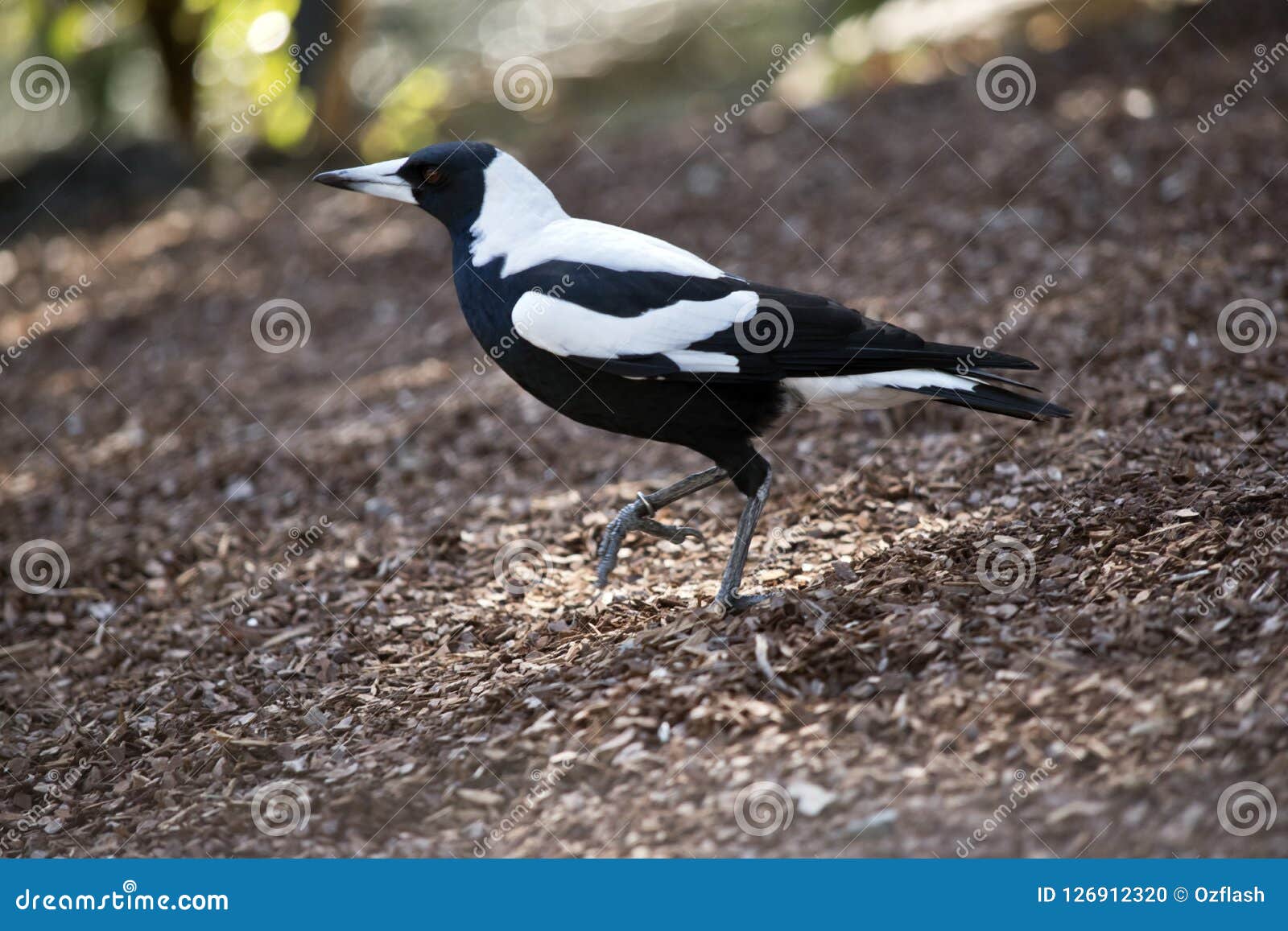 Magpie is WALKING stock photo. Image of cream, australia - 126912320
