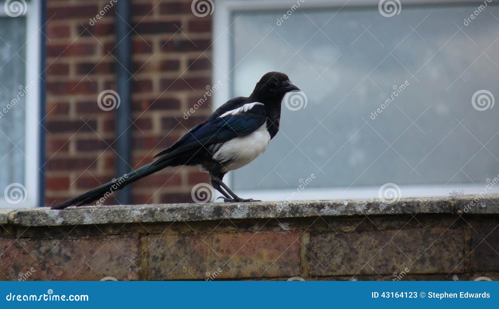 Magpie on the wall stock image. Image of sideways, facing - 43164123