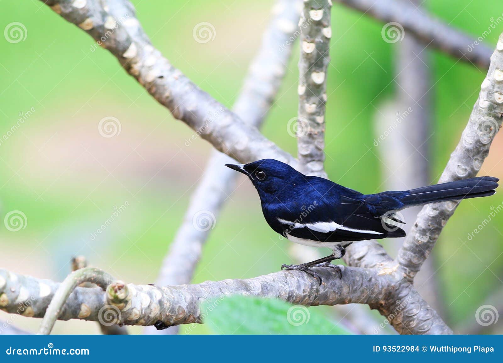 Magpie white pica bird stock photo. Image of australian - 93522984