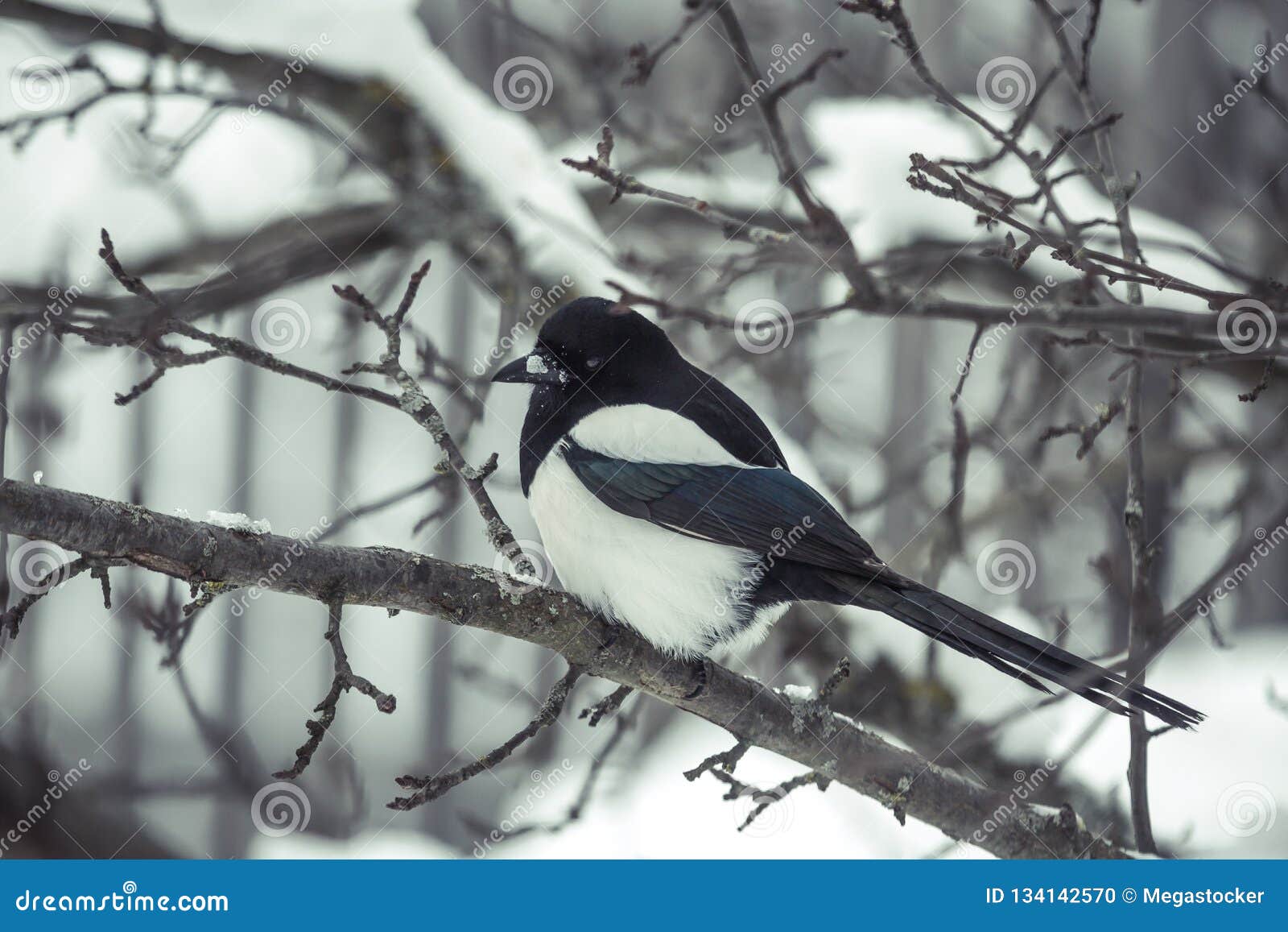 Magpie on a tree in winter stock photo. Image of snow - 134142570