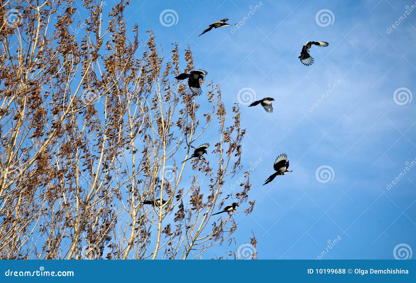 Magpies stock photo. Image of covey, nature, clouds, wings - 10199688
