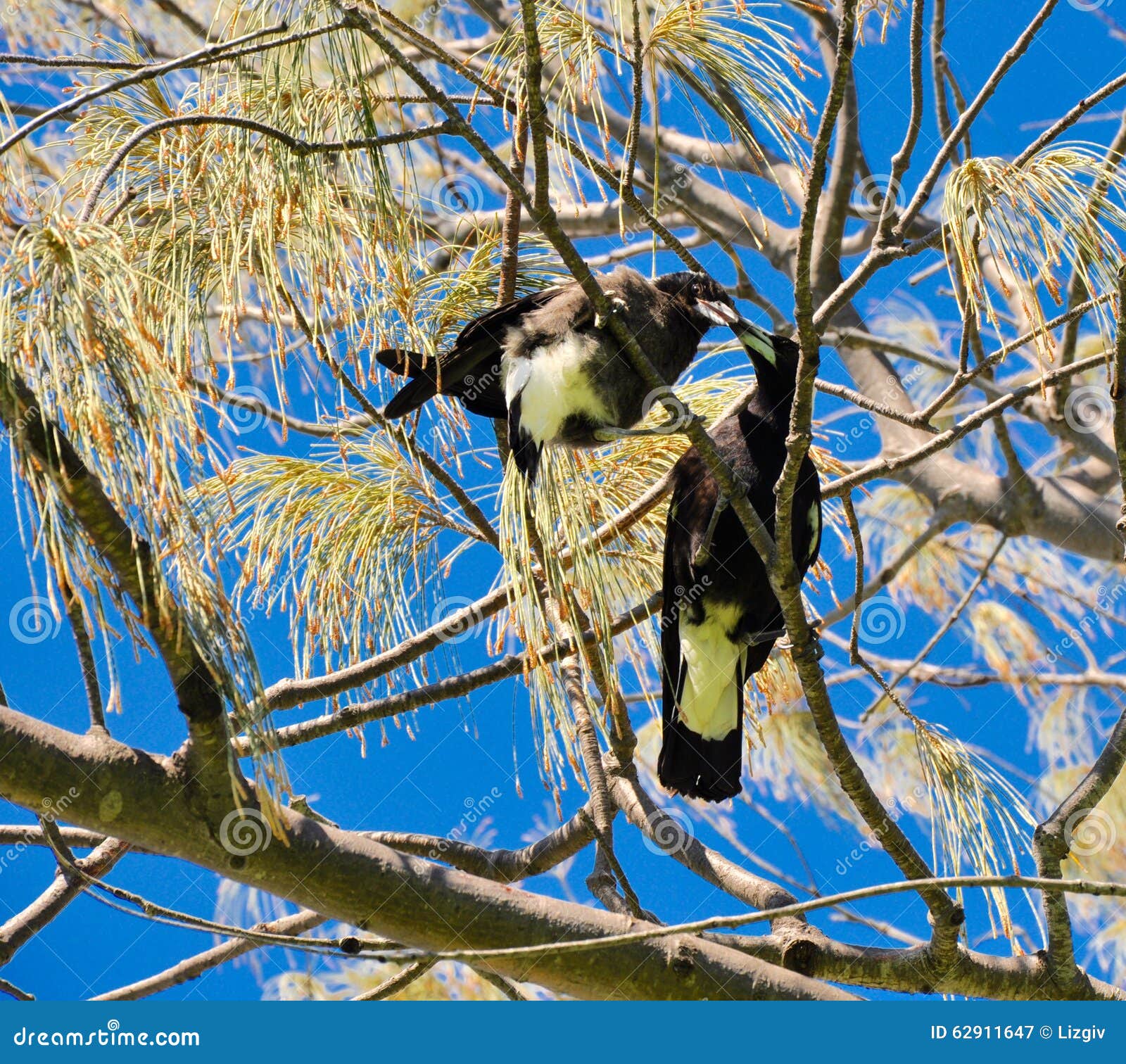 Magpies Cavorting stock image. Image of tendrils, branches - 62911647
