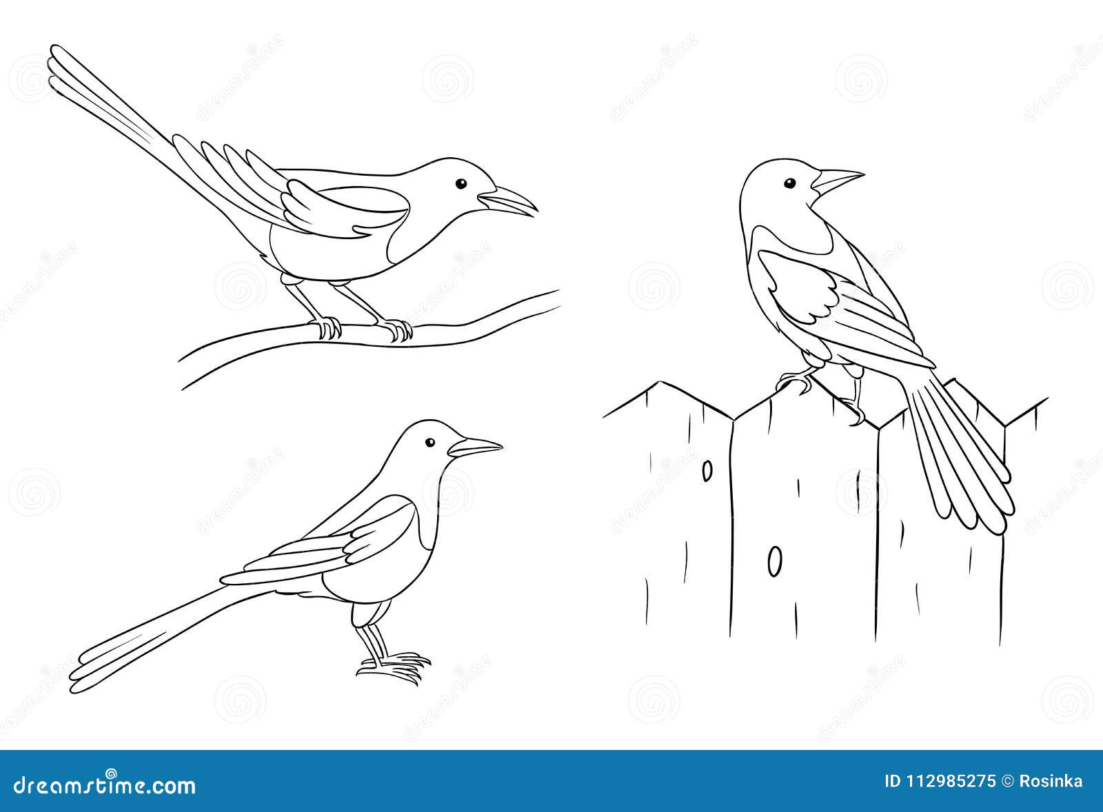 Magpies in Contours - Vector Illustration Stock Vector - Illustration ...
