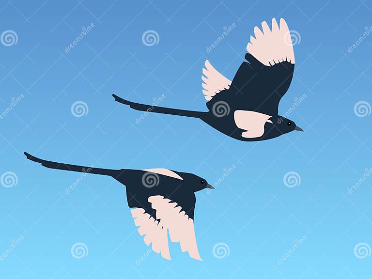 Magpies in flight stock vector. Illustration of flying - 19318631