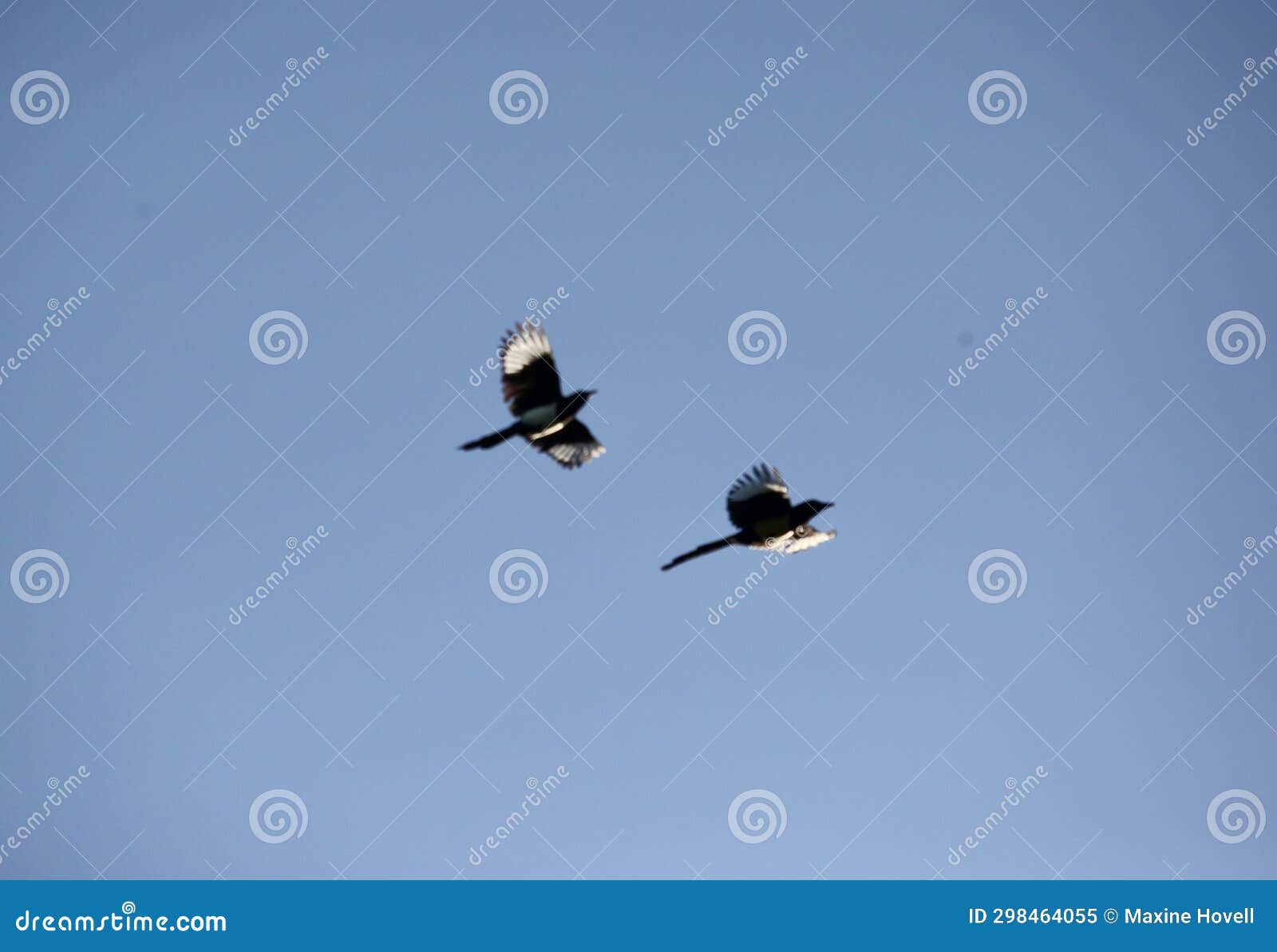 A Flock Of Magpies With Light Wings Is Flying On The Blue Sky ...