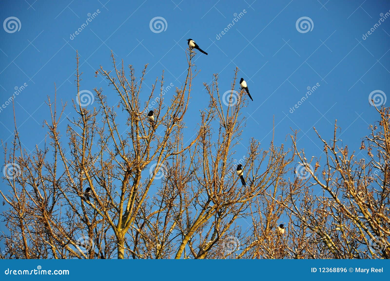 Magpies on a tree stock photo. Image of animal, jackdaw - 12368896