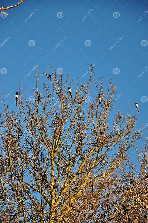 Magpies on a tree stock photo. Image of avian, garden - 12368918