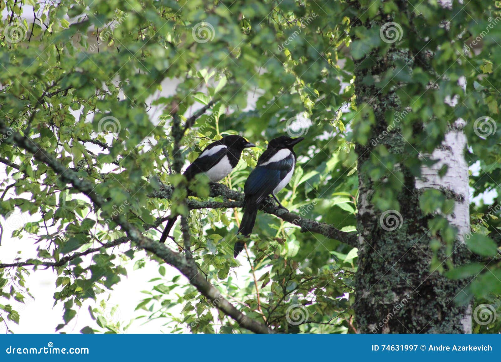 Magpies on the tree stock image. Image of perched, summer - 74631997