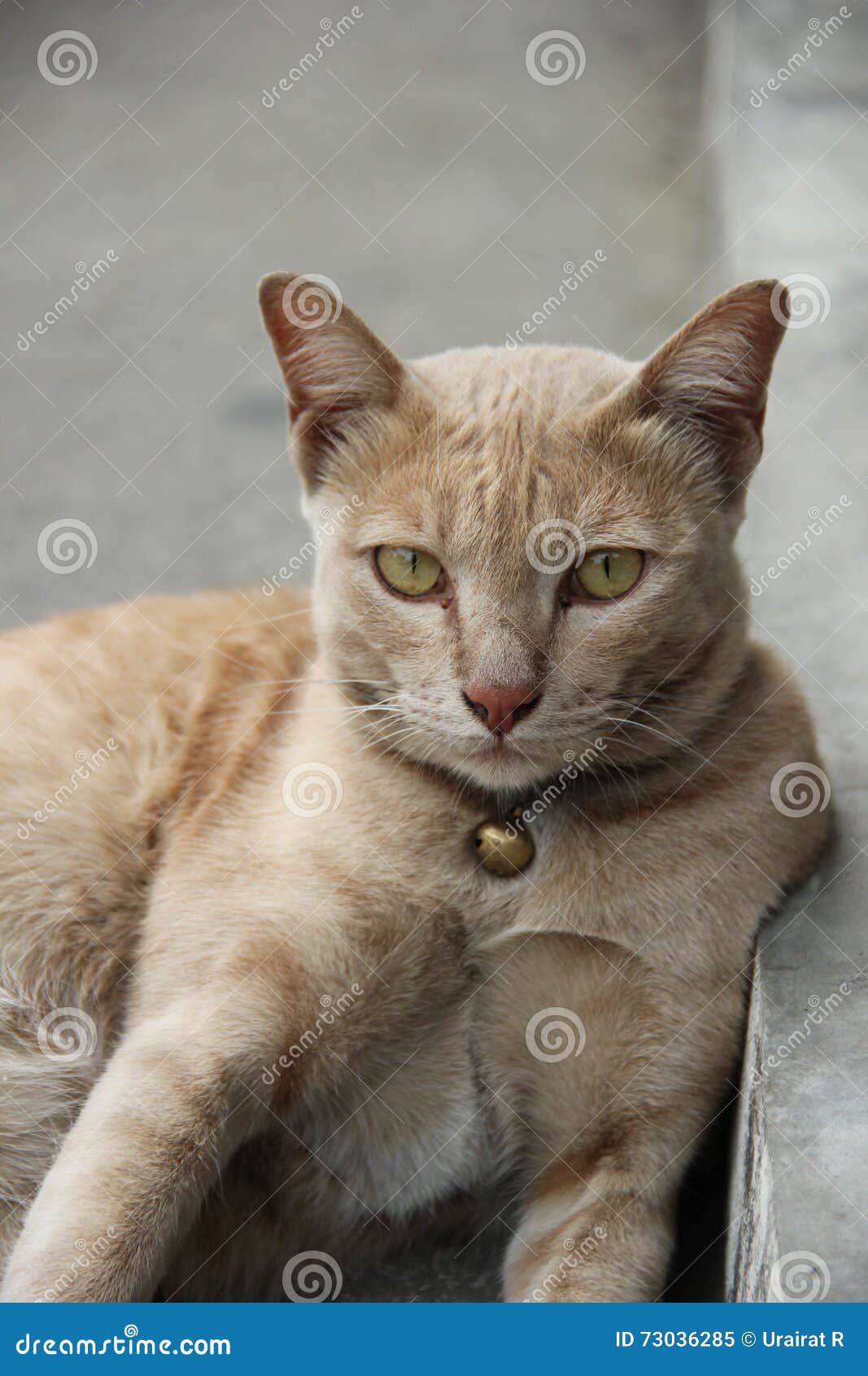 Magro Del Gato De Brown Contra El Sendero Imagen de archivo - Imagen de ...