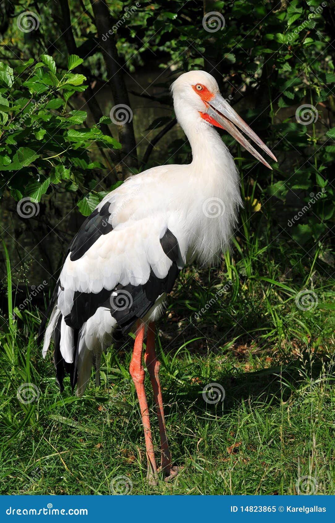 Maguari stork stock image. Image of necked, bird, ciconia - 14823865
