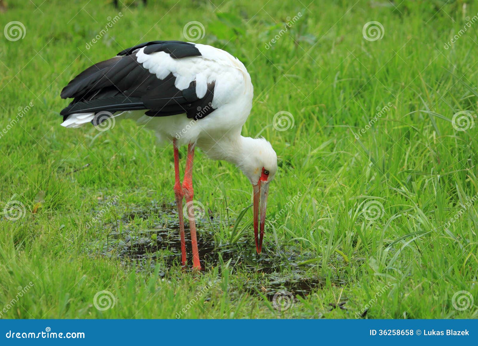 Maguari stork stock photo. Image of maguari, nature, drinking - 36258658