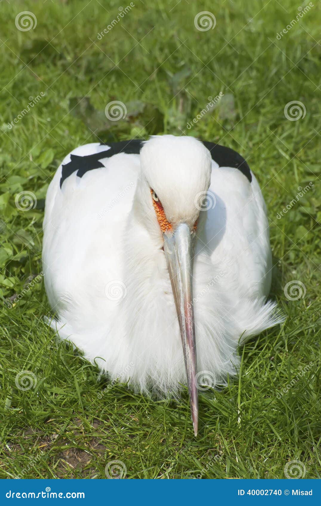 Maguari Stork stock photo. Image of ciconia, white, beak - 40002740