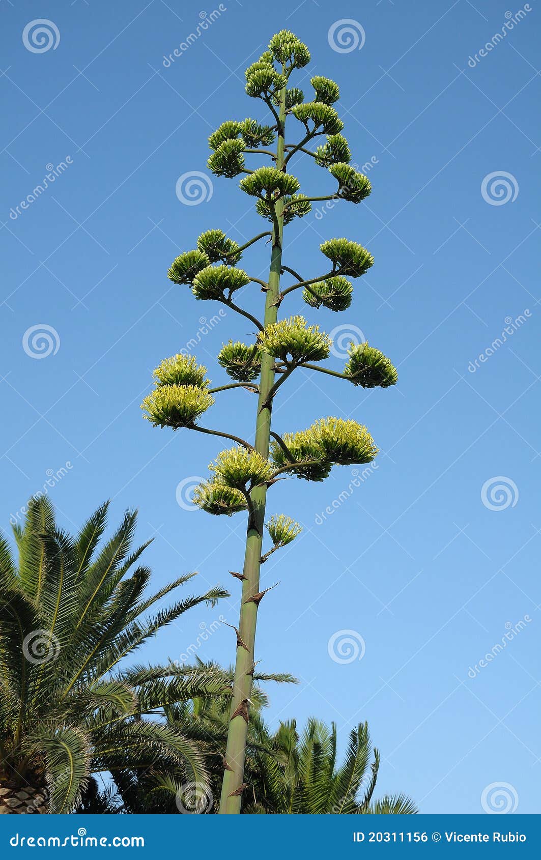 Maguey stock photo. Image of stem, coast, pitera, leaves - 20311156