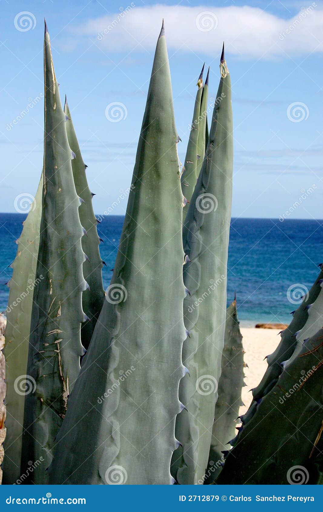 Maguey imagen de archivo. Imagen de juego, recorrido, moderno - 2712879