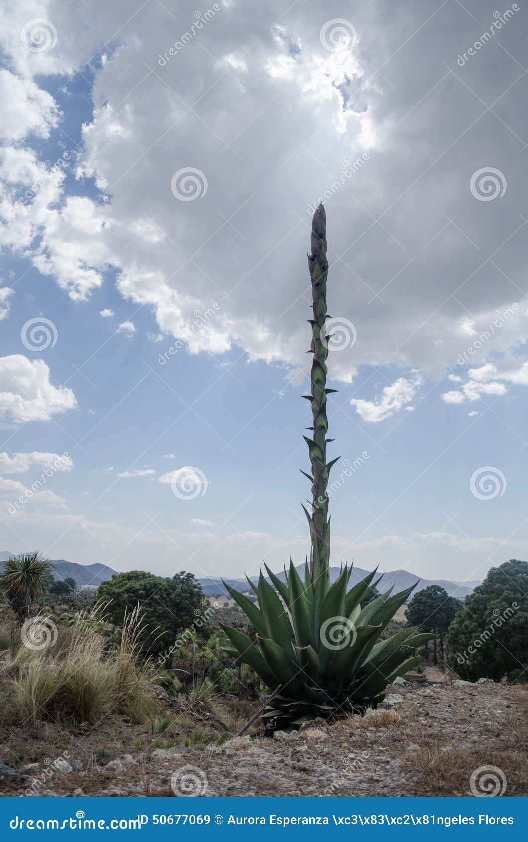 Maguey imagem de stock. Imagem de azul, exterior, fundo - 50677069