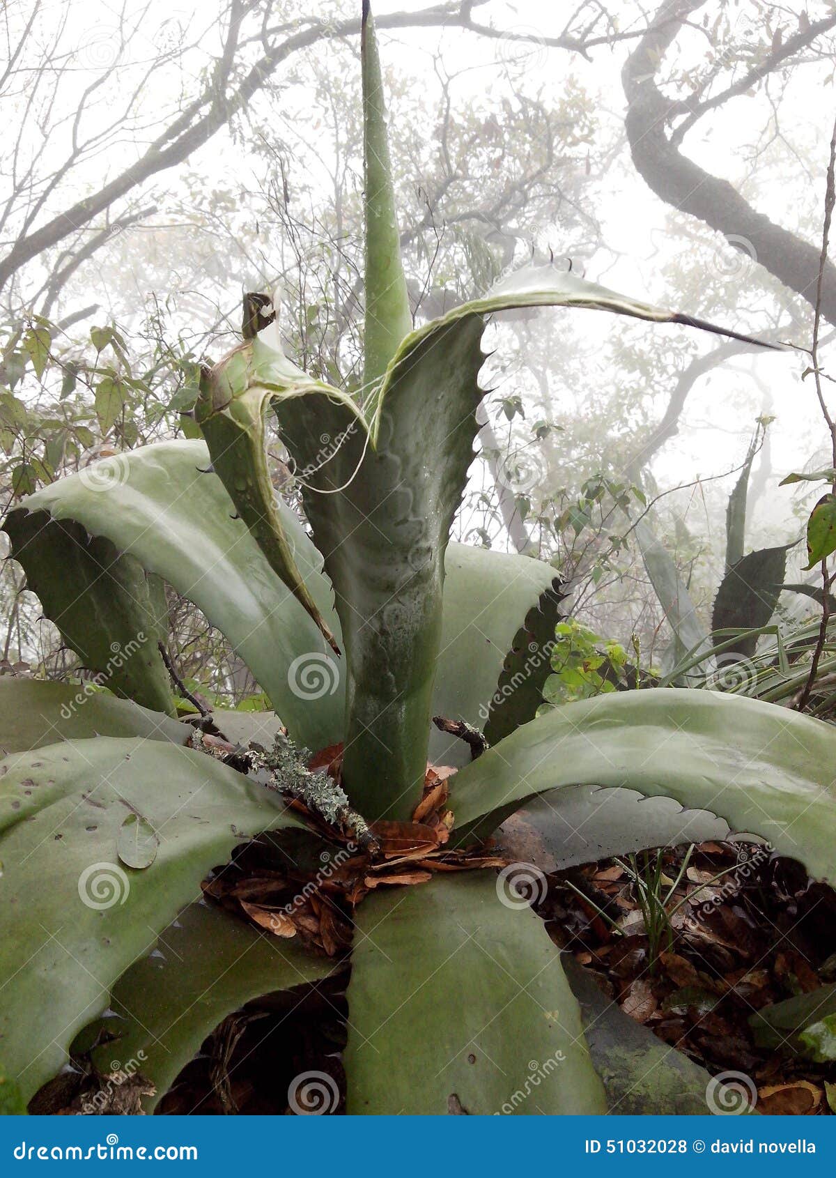Maguey foto de stock. Imagem de parque, agave, encontrado - 51032028