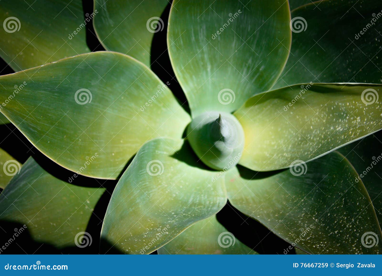 Maguey image stock. Image du californie, fleur, centrale - 76667259