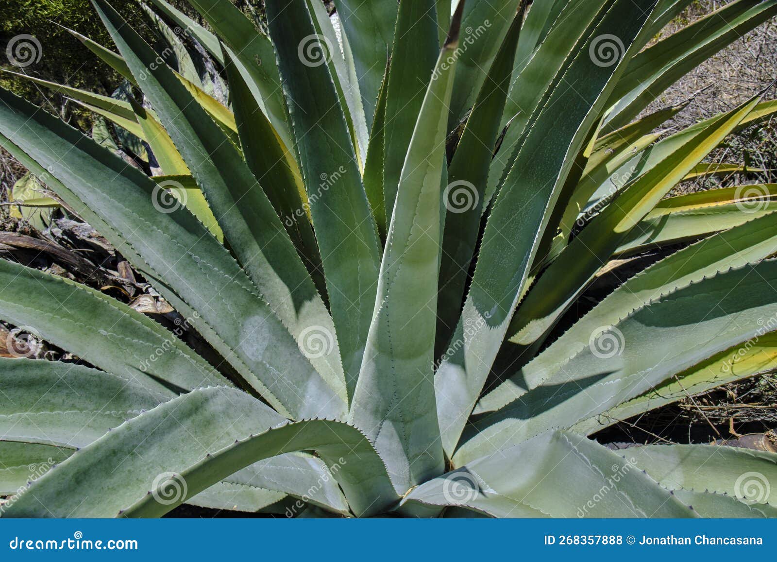 Maguey Agave americana stock photo. Image of flora, spines - 268357888