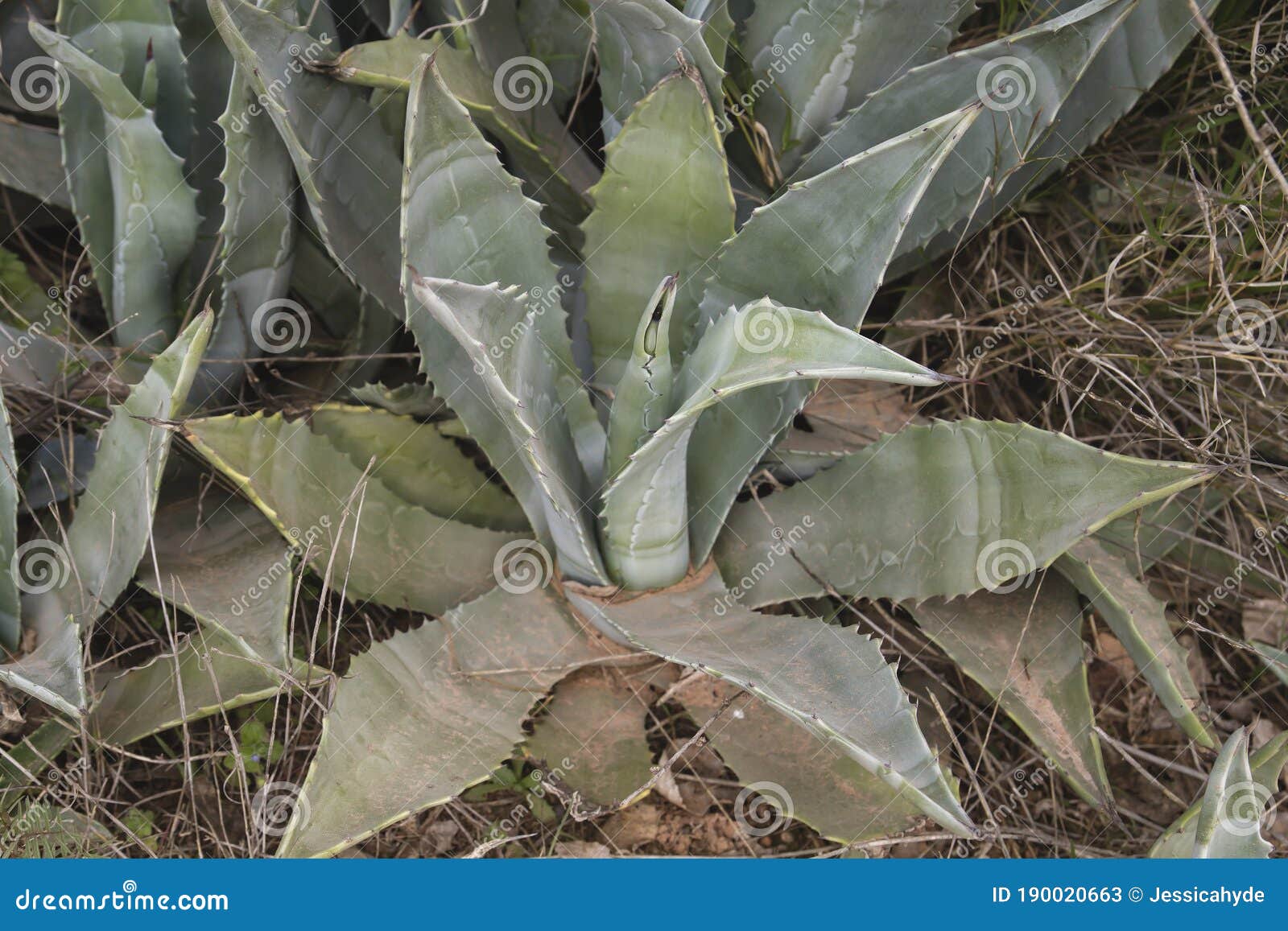 Maguey Agave Asperrima Plant In The Sonoran Desert, Pinal County ...