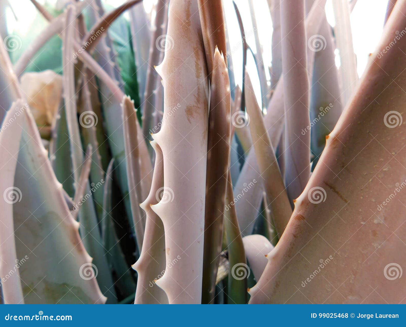 Maguey plant stock photo. Image of green, botanical, bloom - 99025468