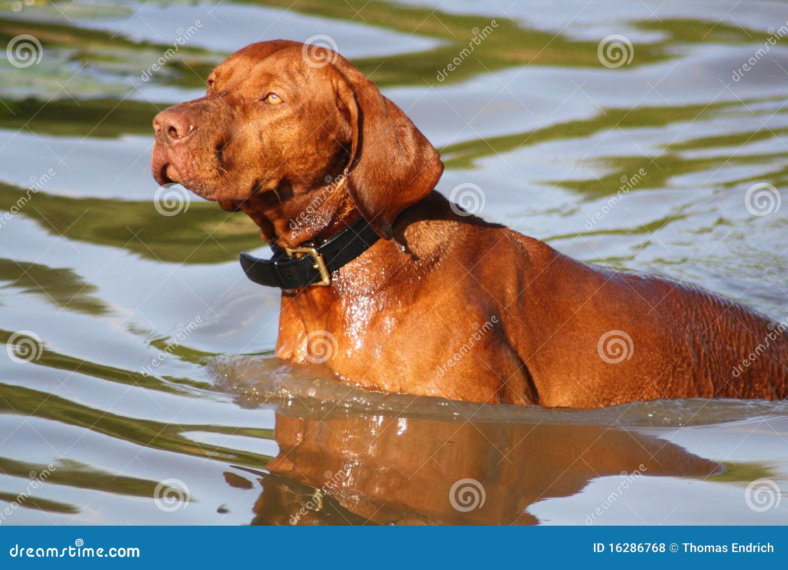 Magyar Vizsla stock photo. Image of vertebrate, vizsla - 16286768