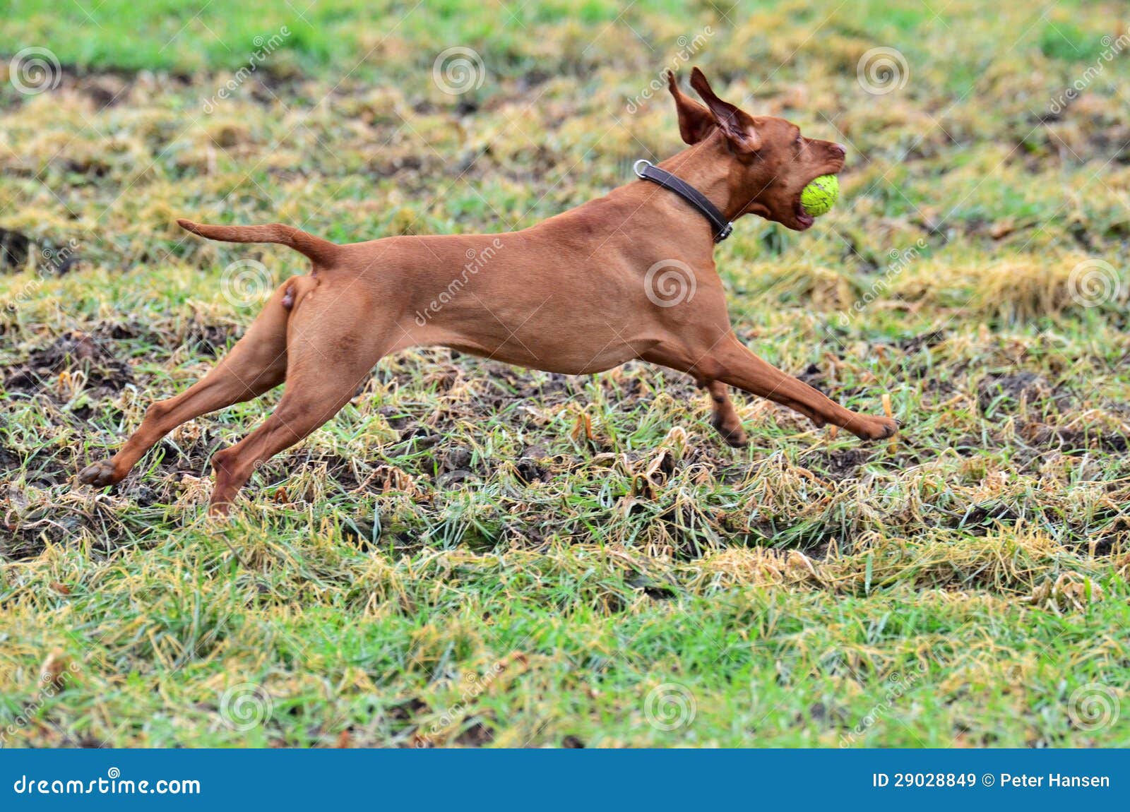 Magyar Vizsla Dog Running with a Ball Stock Image - Image of ...