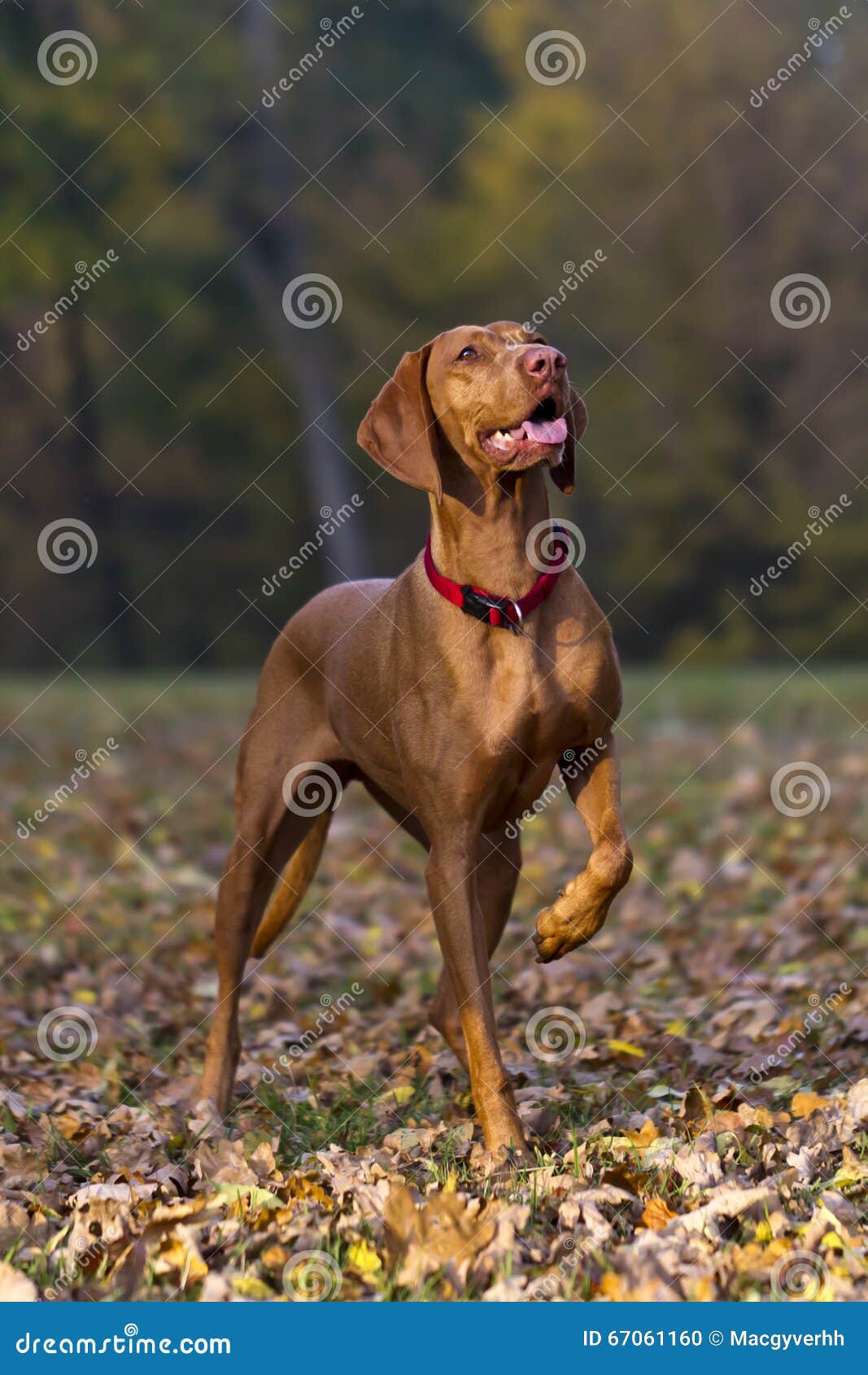 Magyar Vizsla hunting dog stock photo. Image of standing - 67061160