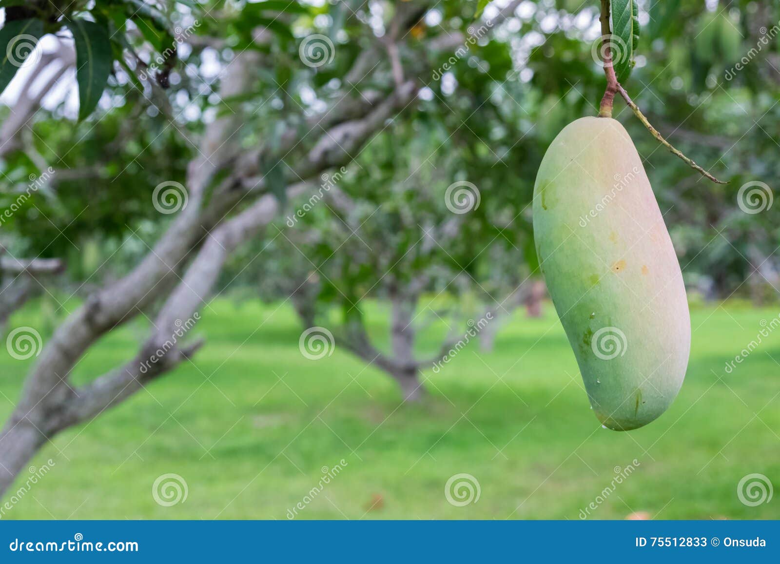 Mahachanok mango orchard stock image. Image of nature - 75512833