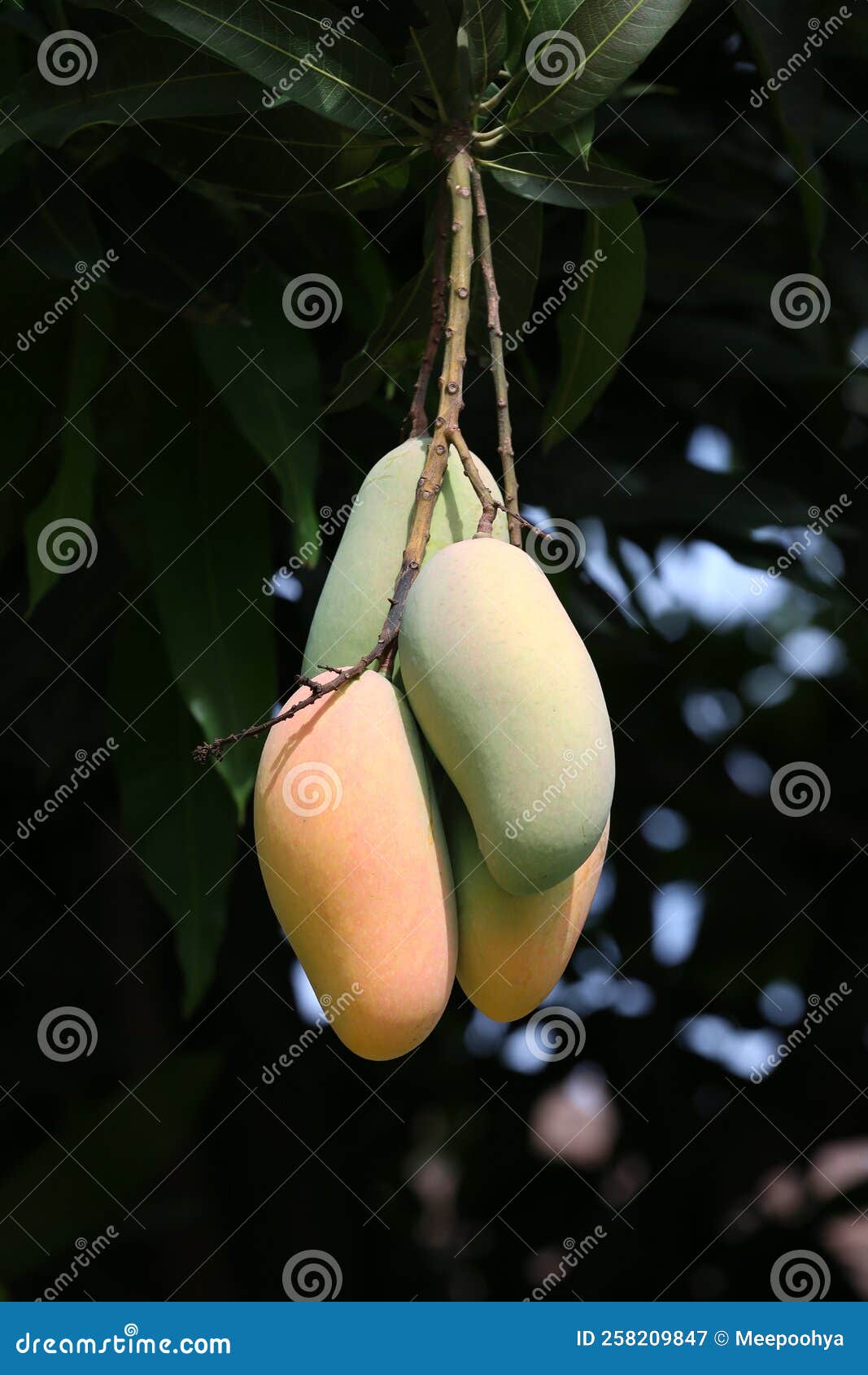 Mahachanok Mango on Tree in the Orchard Stock Image - Image of object ...