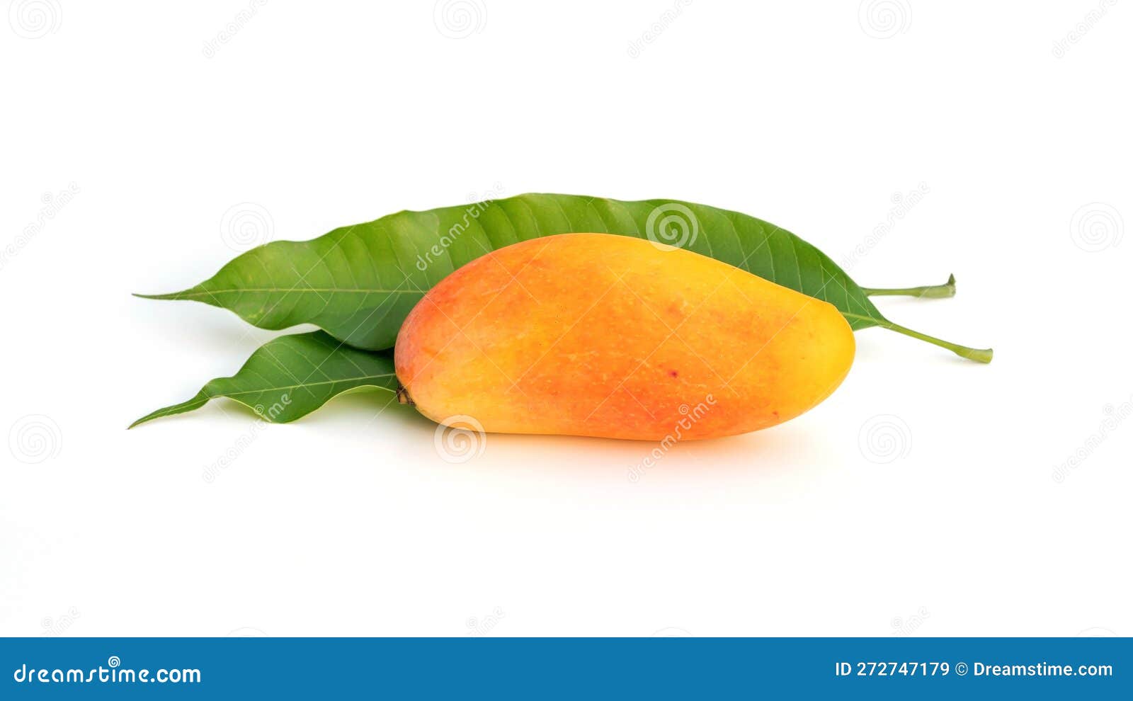 Mahachanok or Rainbow Mango on a White Background Stock Image - Image ...