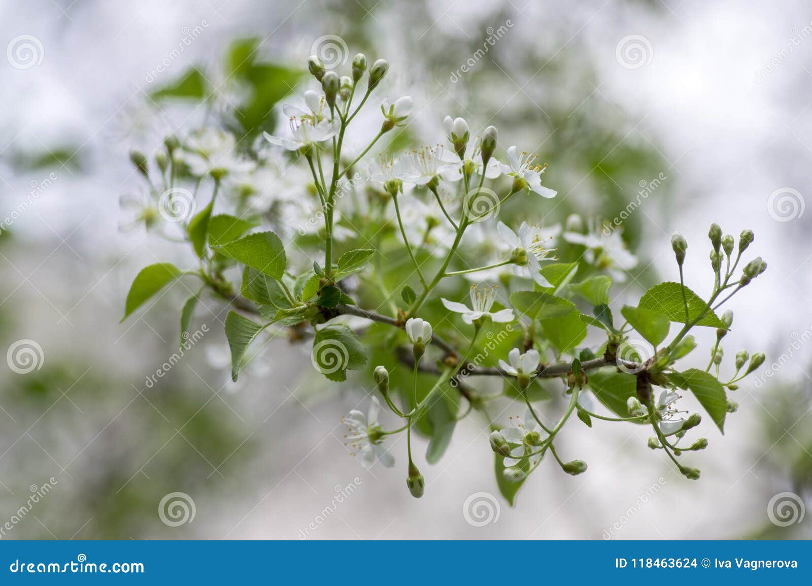 Mahaleb Cherry Tree Flowering, Deciduous Tree with Group of Small White ...
