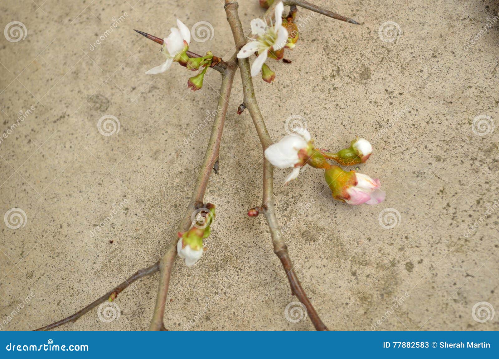 Mahaw (Eastern May Hawthorn) Tree Branches in Bloom Stock Image - Image ...