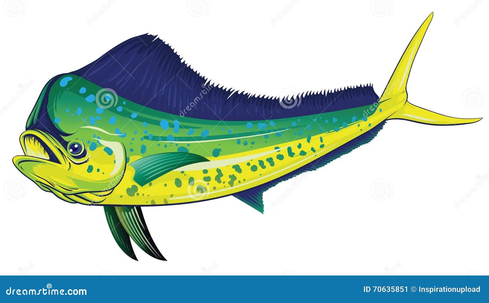 Mahi Mahi ilustración del vector. Ilustración de detallado - 70635851