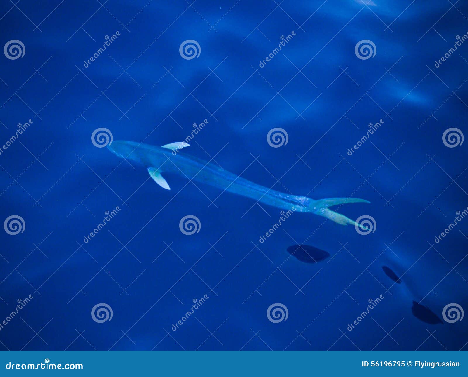 Mahi Mahi Fish Underwater, Coryphaena Hippurus Stock Image - Image of ...